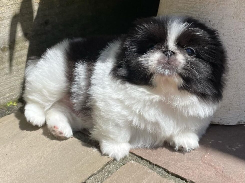 Dream Pekingese | Purebred Pekingese Puppies For Sale